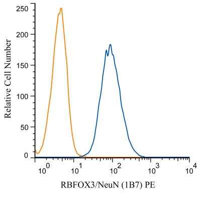 RBFOX3/NeuN Antibody (1B7) [PE] (NBP1-92693PE): Novus Biologicals